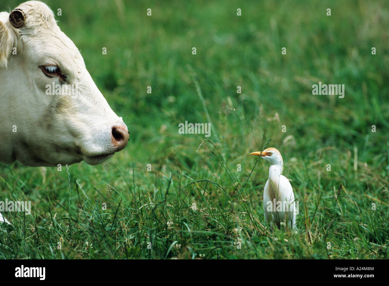 Milchkuh Deutschland European Milk Cow Germany Stock Photo - Alamy