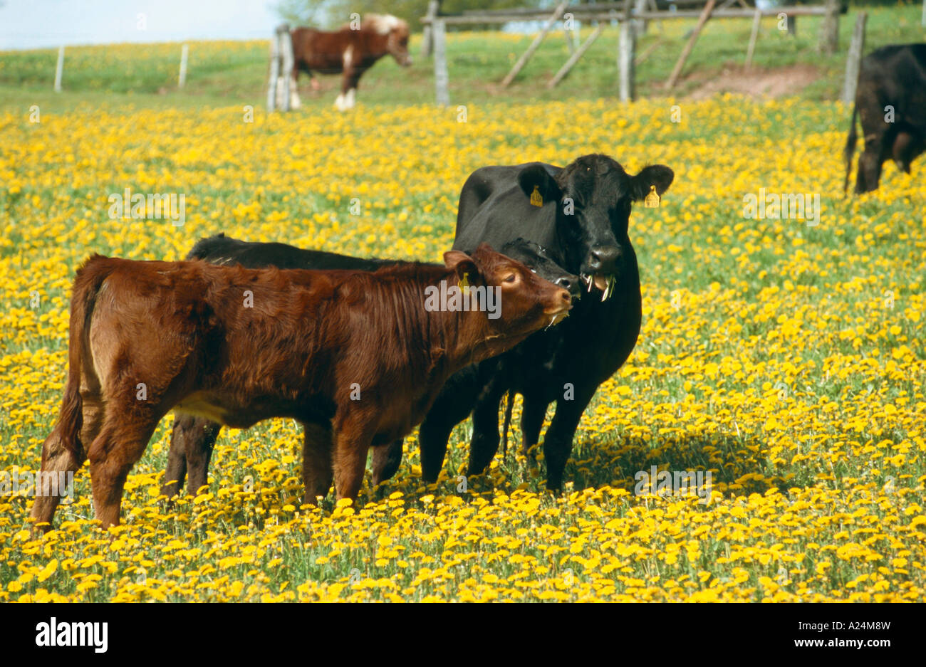 Milchkuh Deutschland European Milk Cow Germany Stock Photo - Alamy