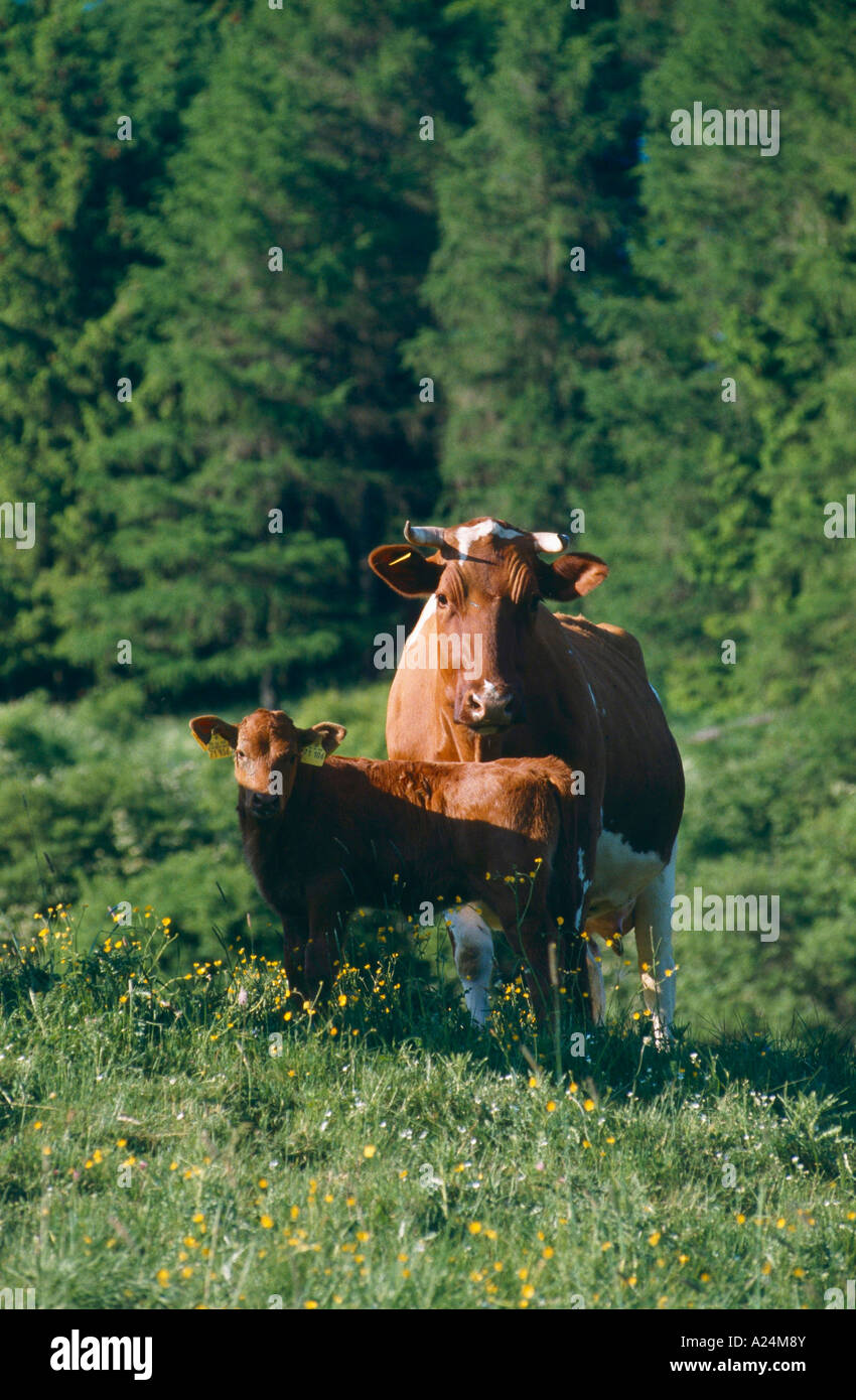 Milchkuh Deutschland European Milk Cow Germany Stock Photo - Alamy