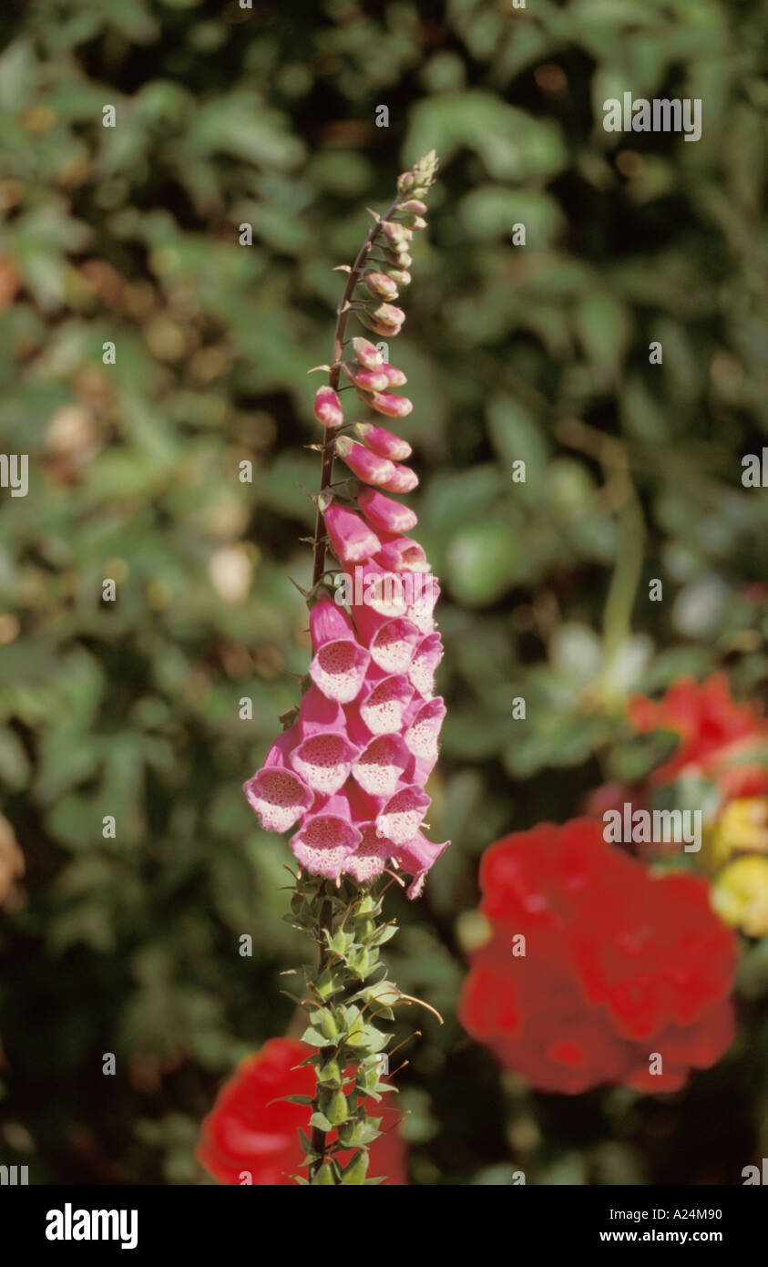 Foxglove fox glove Digitalis purpurea Stock Photo - Alamy