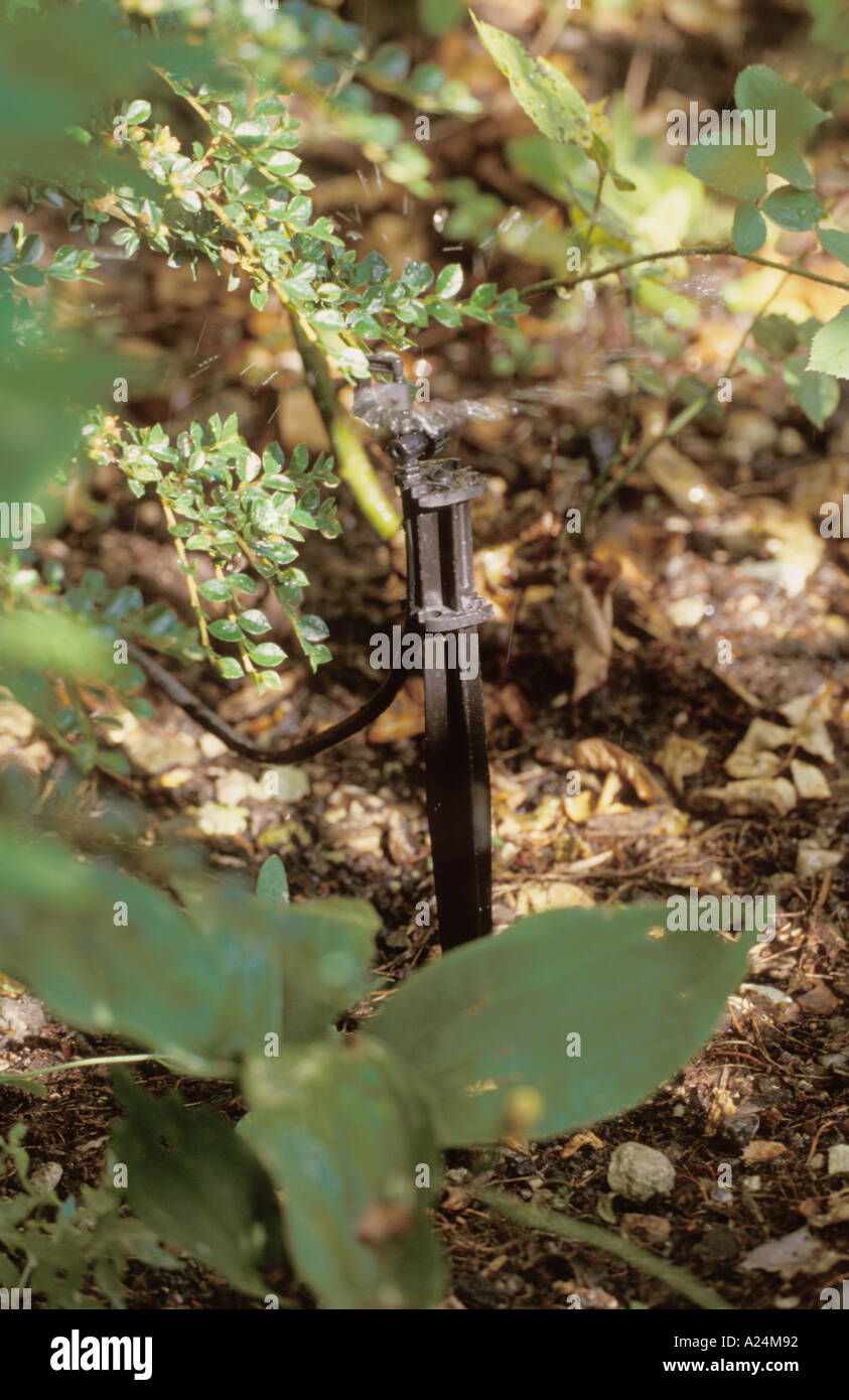 gardening Automatic watering point Stock Photo - Alamy