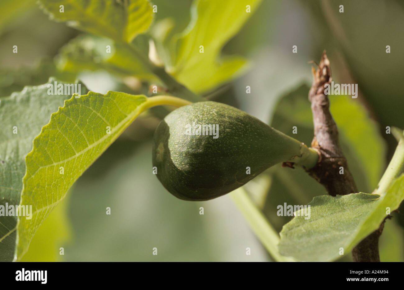 Fig tree fruit Stock Photo - Alamy