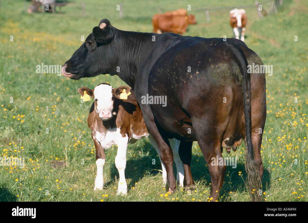 Milchkuh kalb hi-res stock photography and images - Alamy