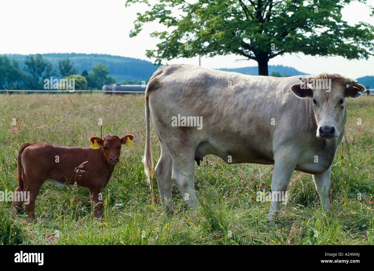 Milchkuh Deutschland European Milk Cow Germany Stock Photo - Alamy