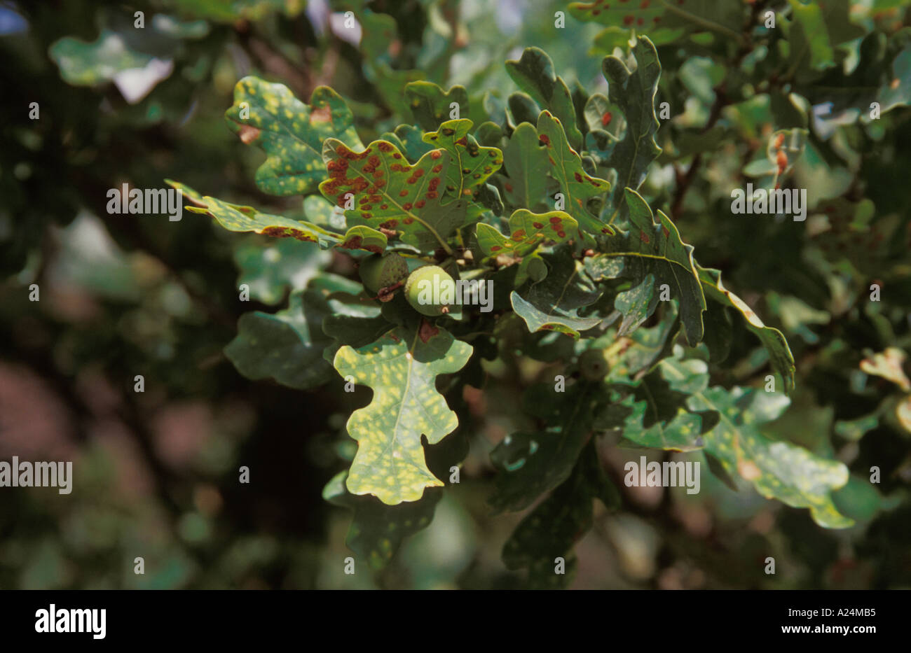 Herefordshire England UK Oak leaf leaves red spot mark disease pest ...