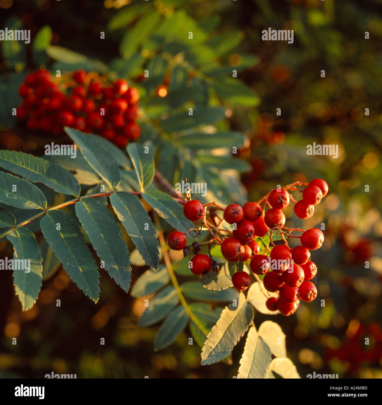 Scottish rowan tree hi-res stock photography and images - Alamy