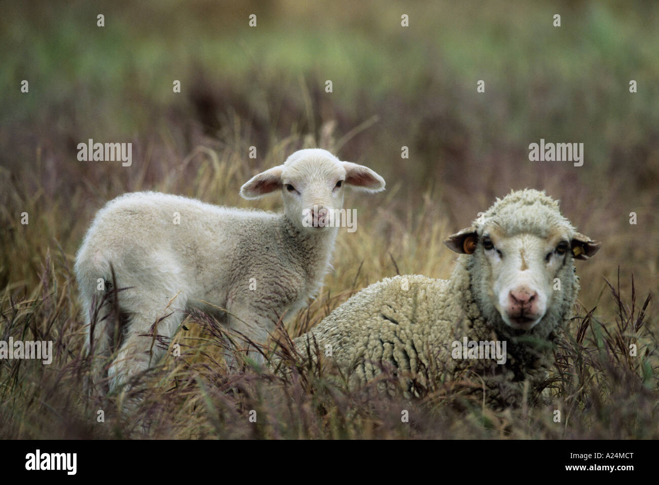 Merino Schafe Merinosheep Stock Photo - Alamy