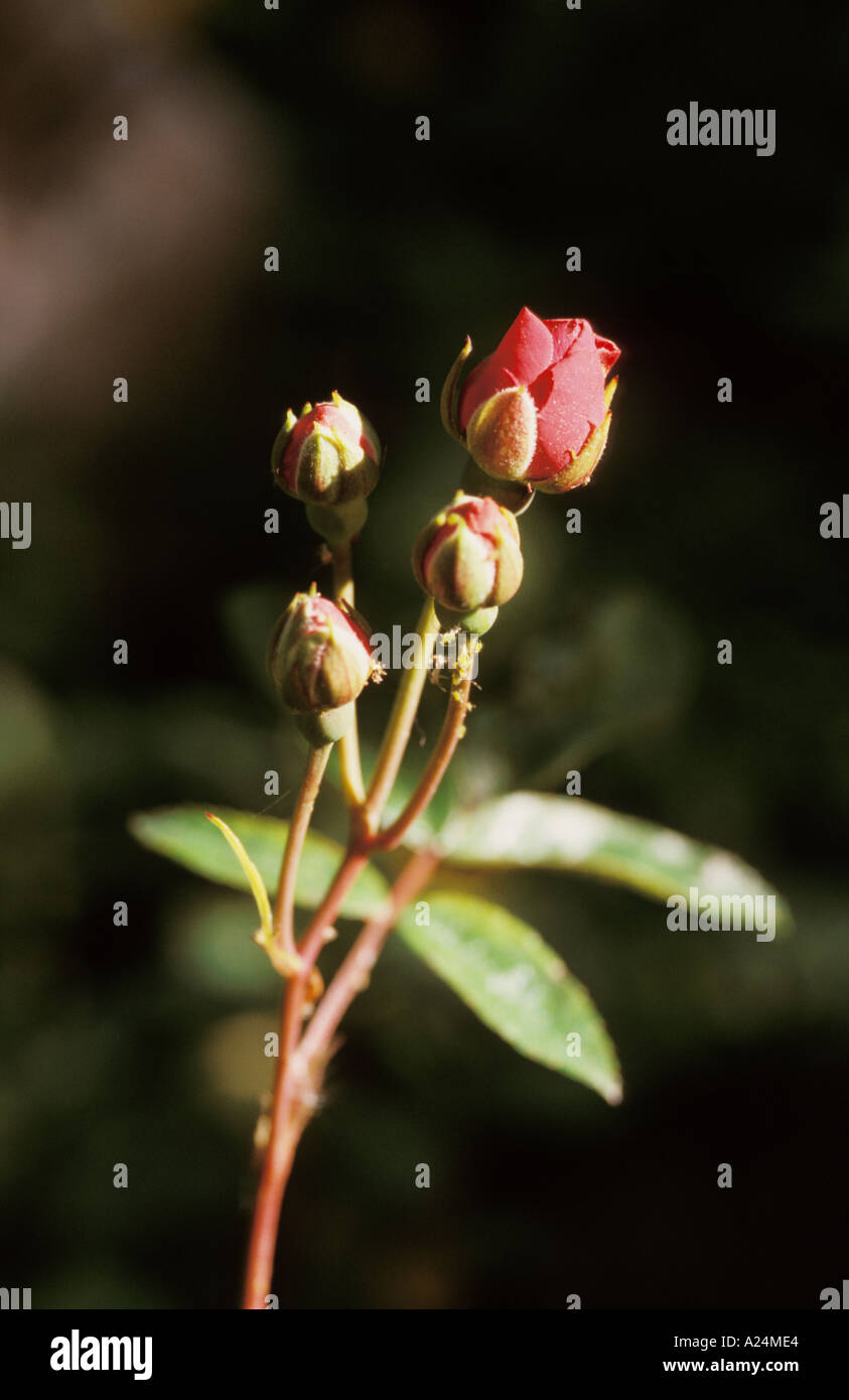 Miniature Red Rose Stock Photo - Alamy