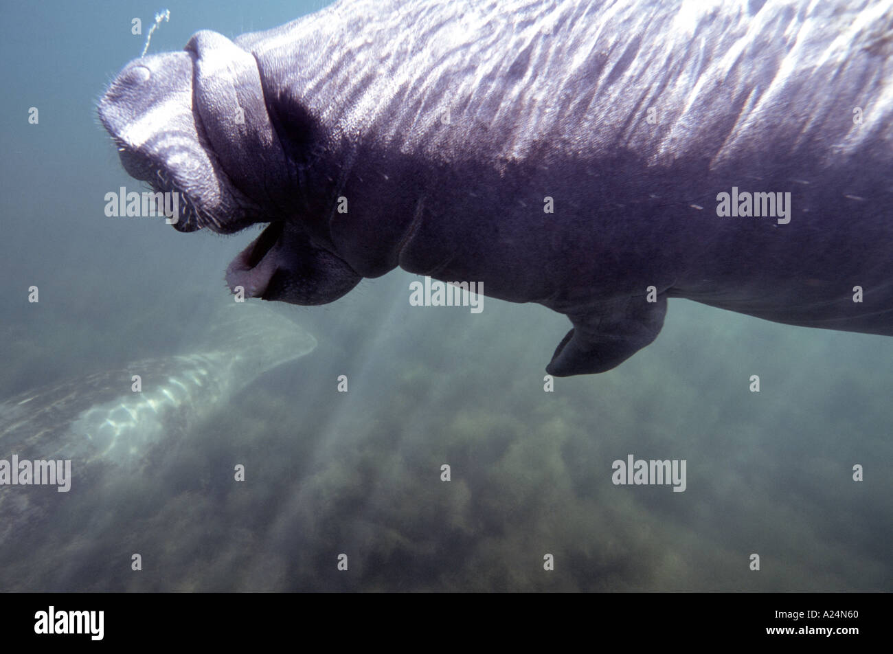 Florida manatee seacow Trichechus manatus latirostris Crystal River ...