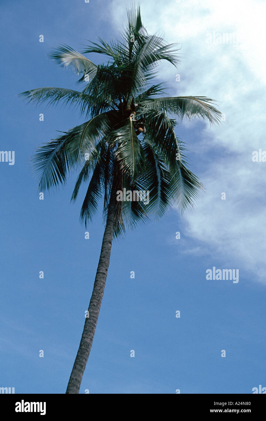 Cloud sky palm tree hi-res stock photography and images - Alamy
