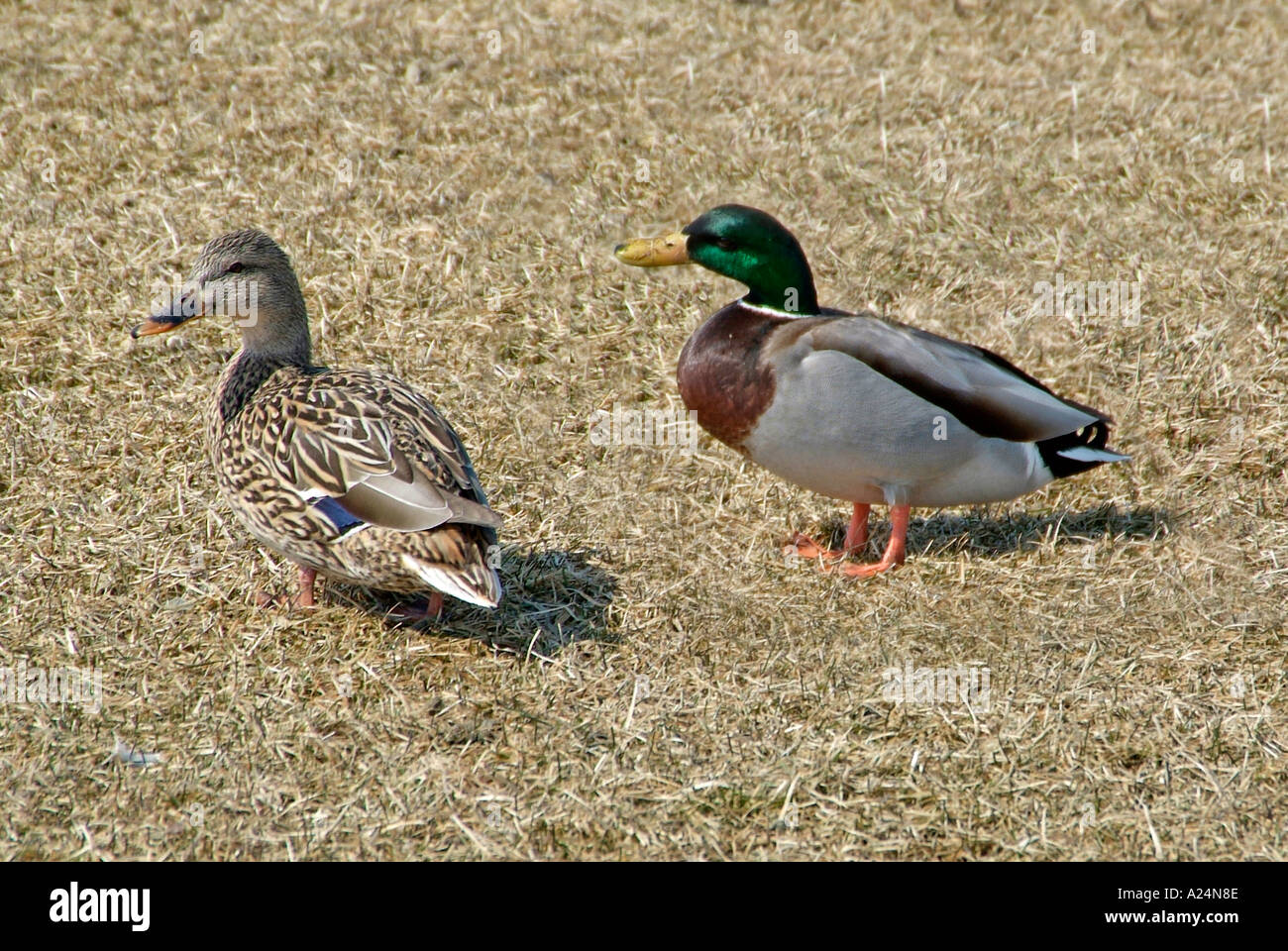 Pair male female ducks hi-res stock photography and images - Alamy