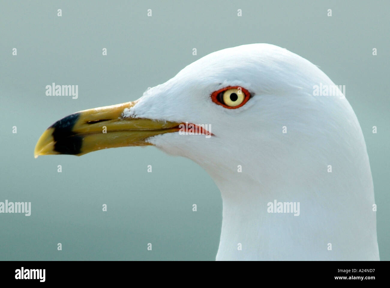 Head of a seagull hi-res stock photography and images - Alamy