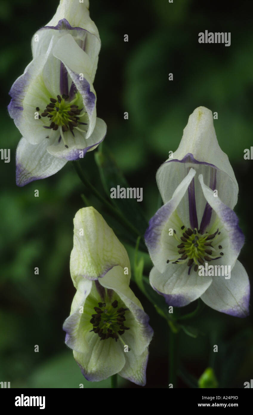 Group of aconites hi-res stock photography and images - Alamy