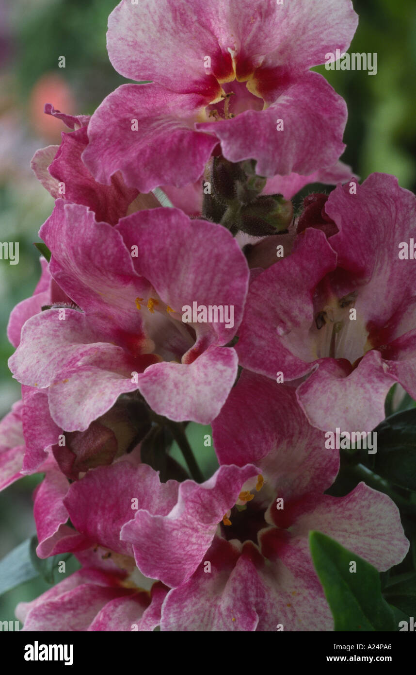 Open faced flowers hi-res stock photography and images - Alamy