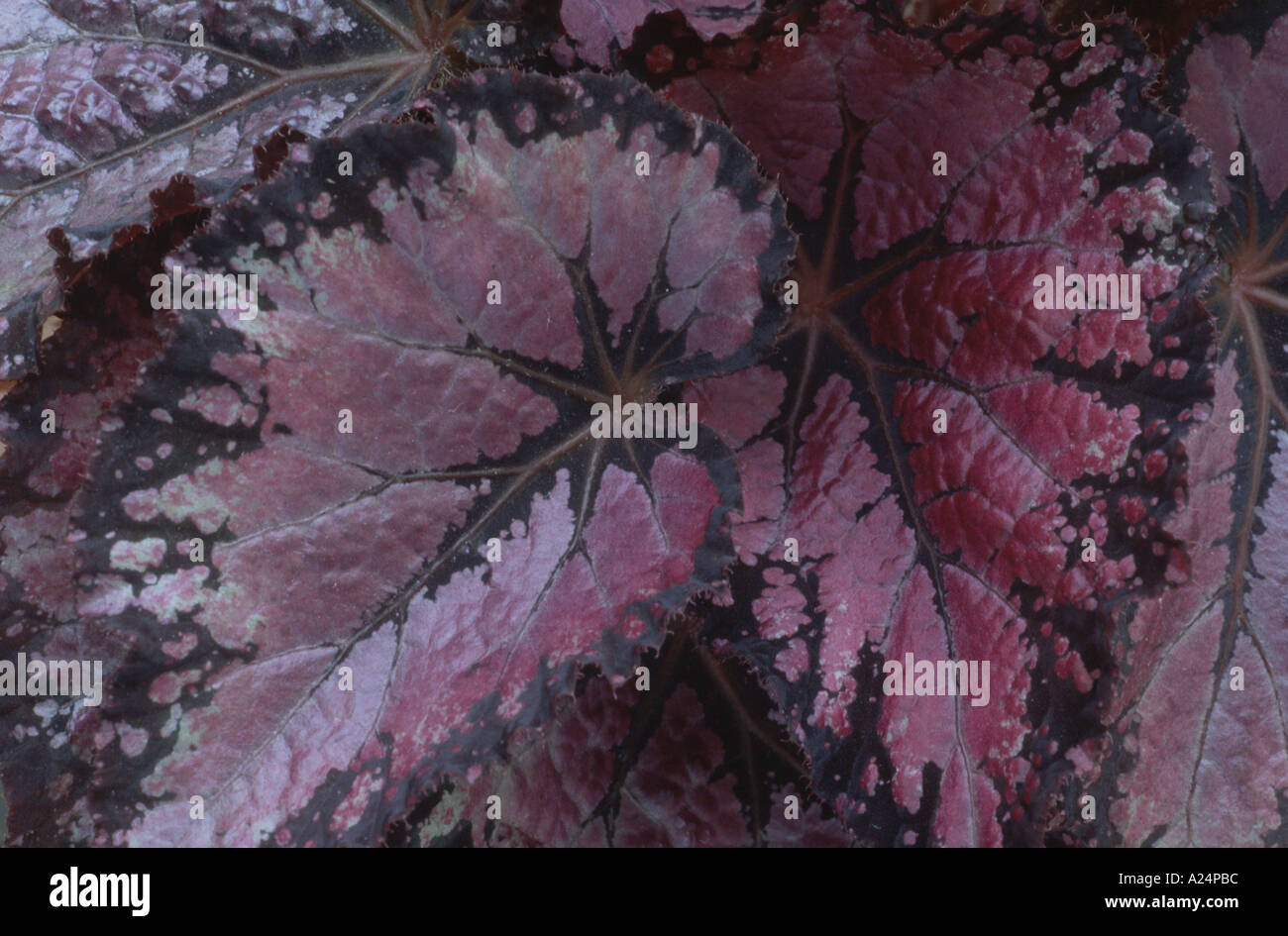 Begonia rex windowsill hi-res stock photography and images - Alamy