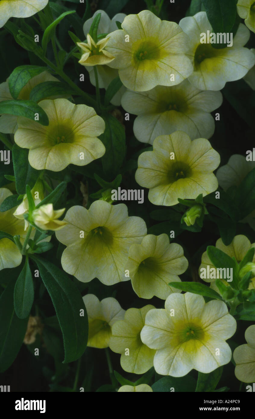 Calibrachoa 'Carillon Lemon'. Sometimes labelled as dwarf petunia Stock ...