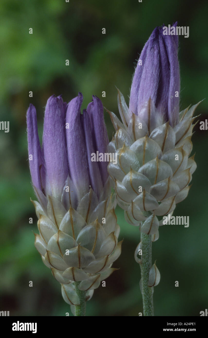 Blue catananche hi-res stock photography and images - Alamy