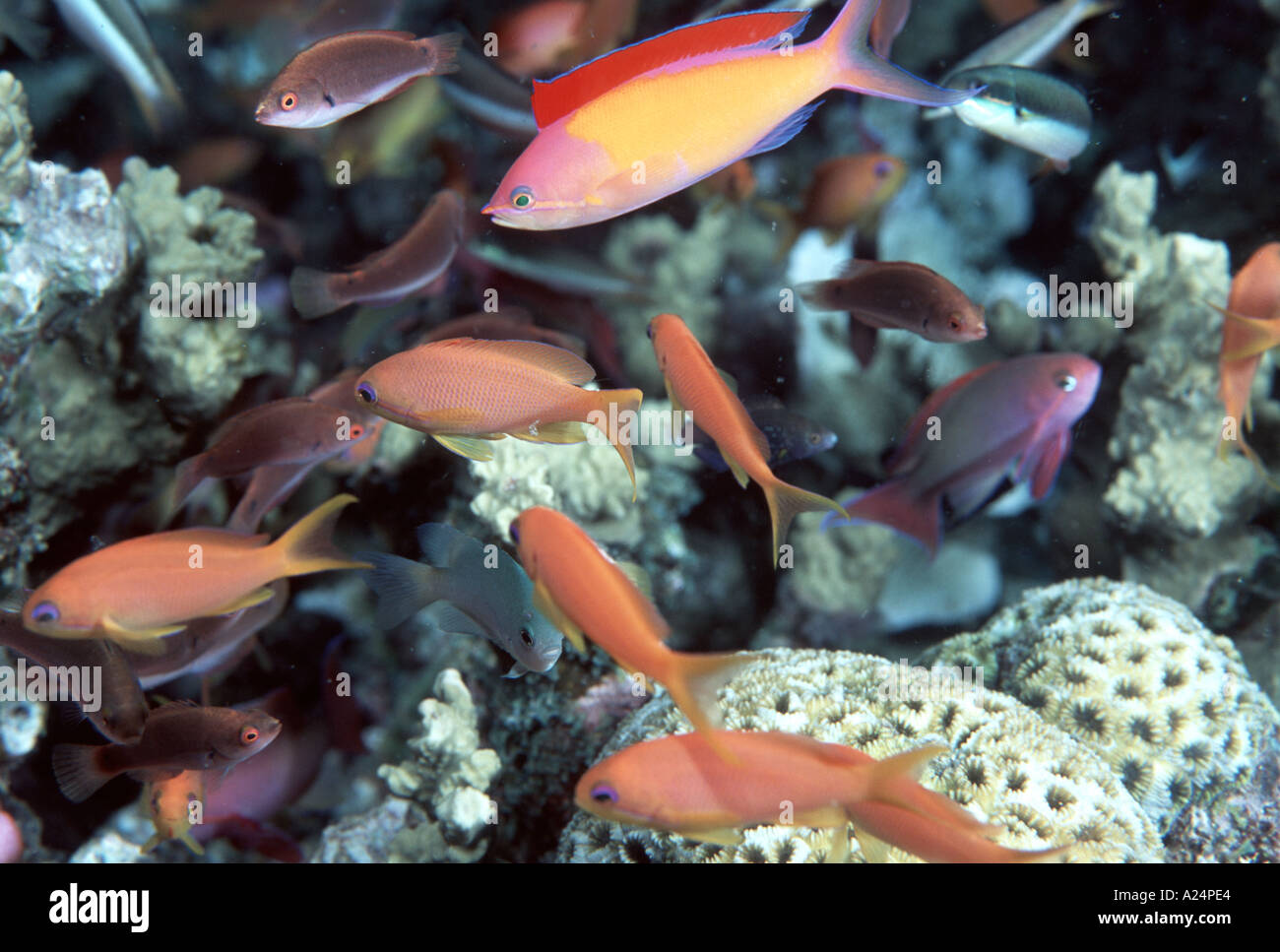 Colourful fish on coral reef Steve s Bommie Agincourt Reef Great ...