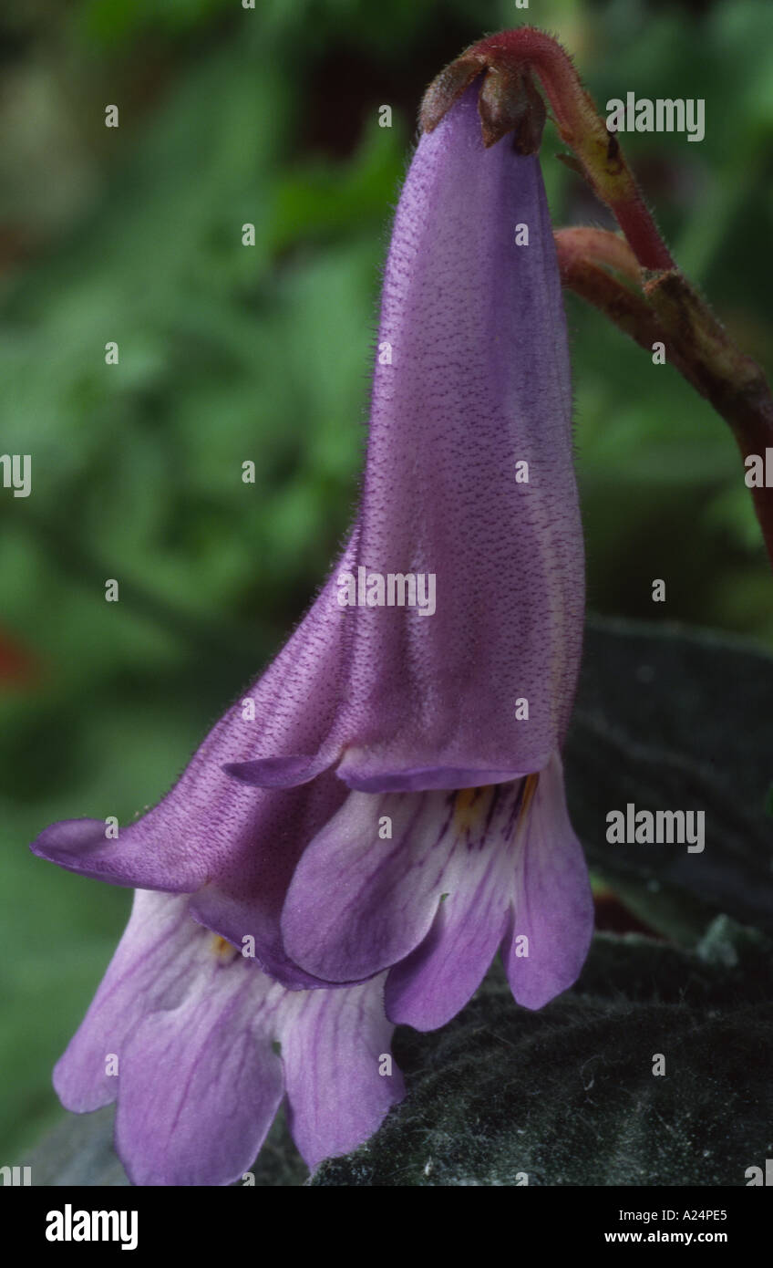 Chirita 'Diane Marie' Stock Photo - Alamy