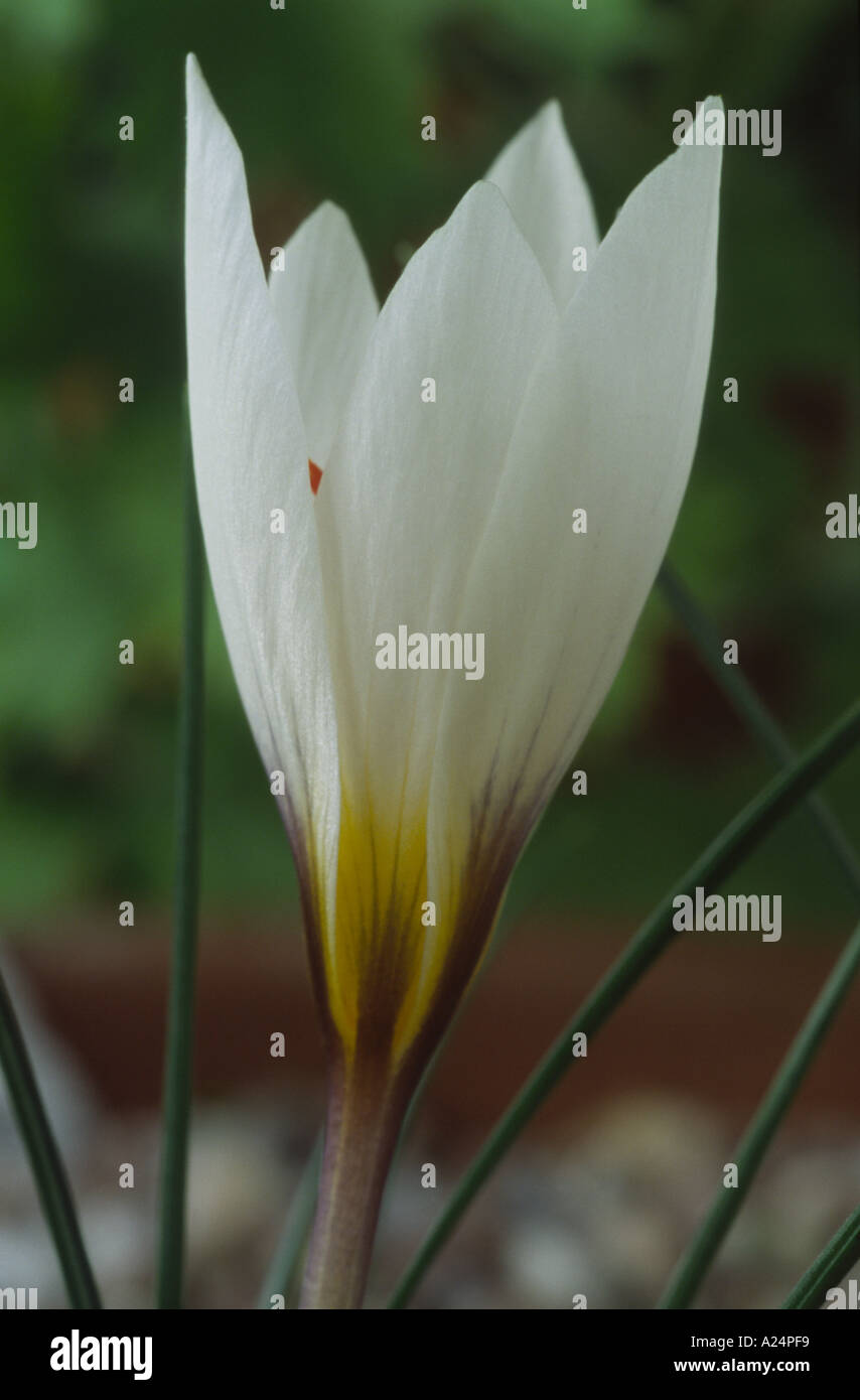 Crocus hadriaticus 'Dodona' Stock Photo - Alamy