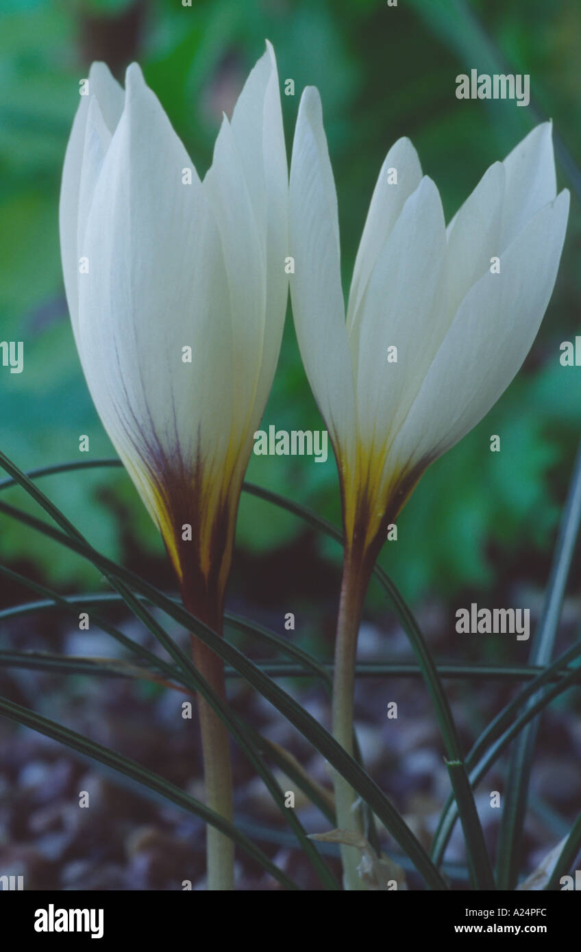 Crocus hadriaticus 'Dodona' Stock Photo - Alamy