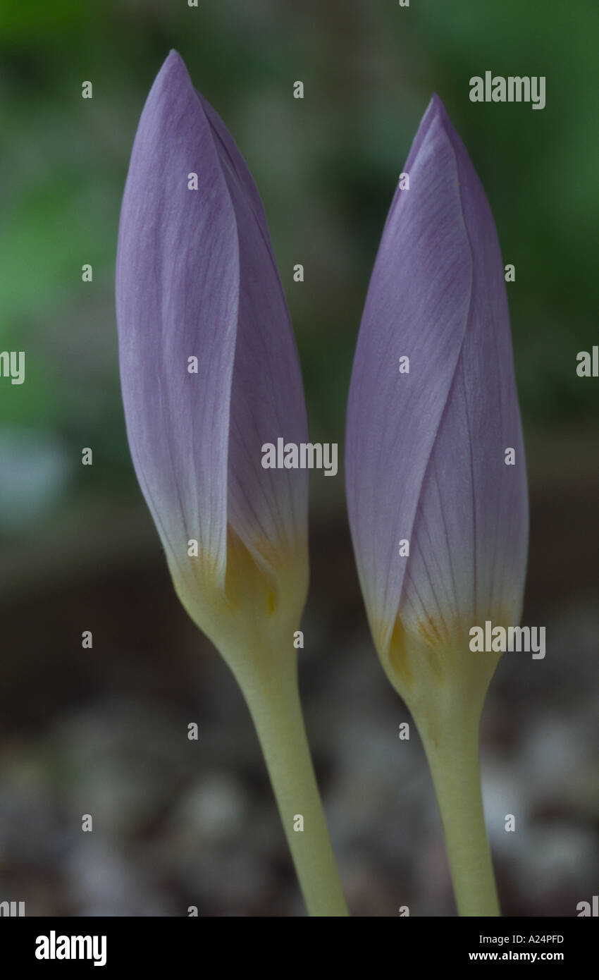 Crocus kotschyanus 'Reliance' Stock Photo - Alamy