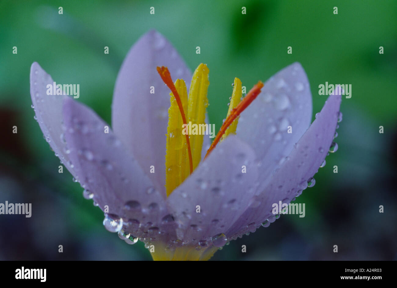 Crocus longiflorus. AGM Stock Photo - Alamy
