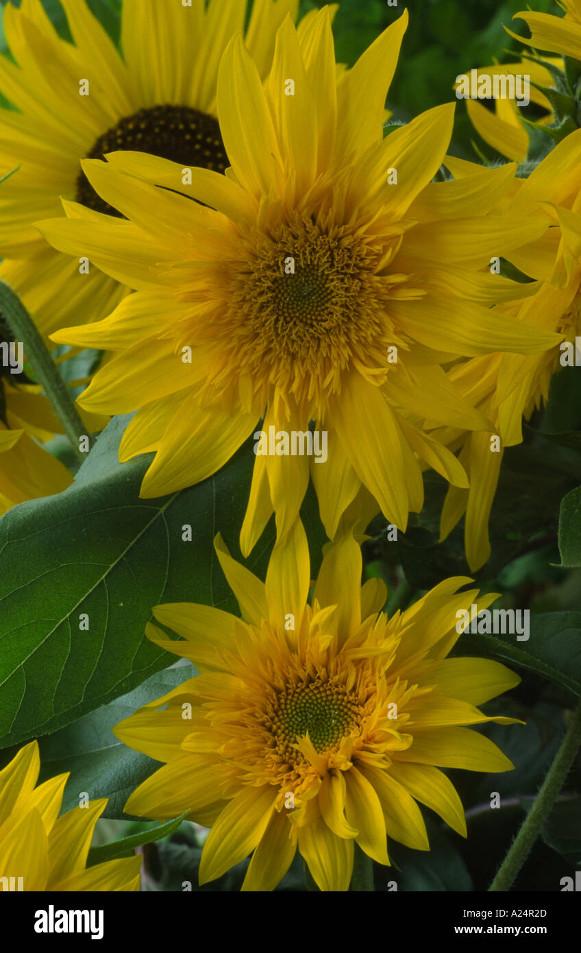 Helianthus annuus. Double sunflower Stock Photo - Alamy