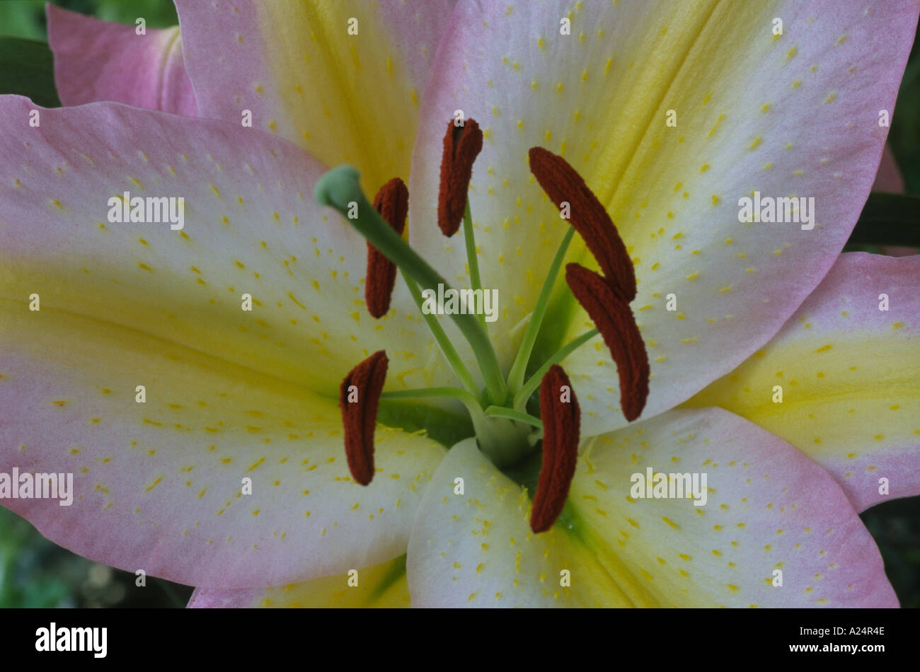 Lilium 'Star Class'. Lily Stock Photo - Alamy