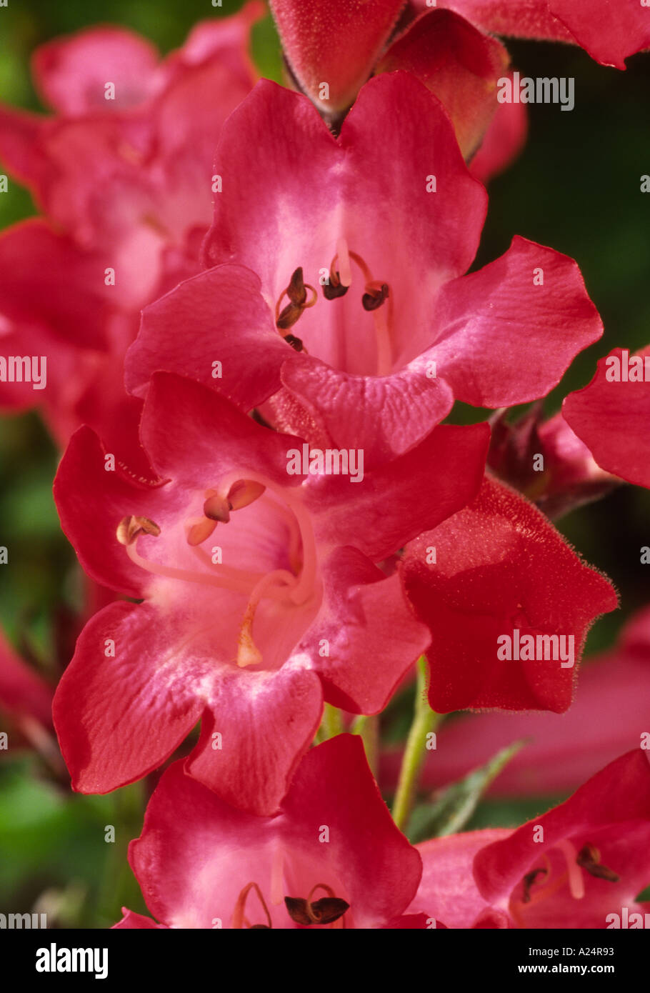 Red penstemon perennials hi-res stock photography and images - Alamy