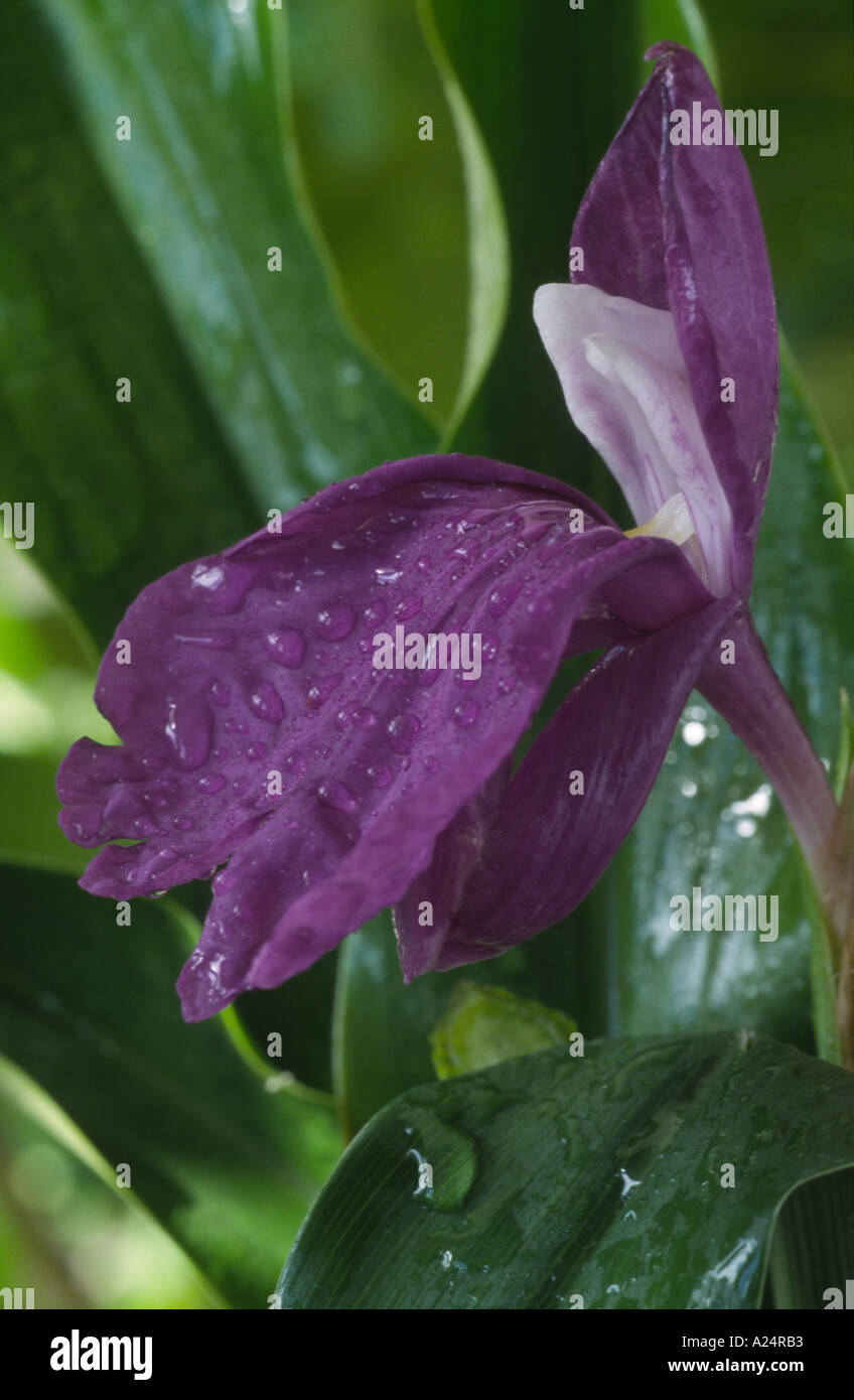 Roscoeas hi-res stock photography and images - Alamy