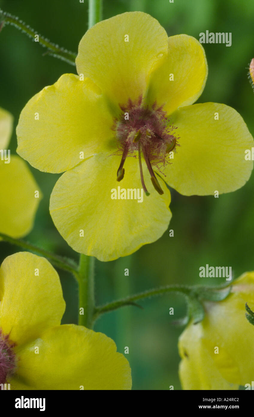 Verbascum blattaria. yellow Moth mullein Stock Photo - Alamy