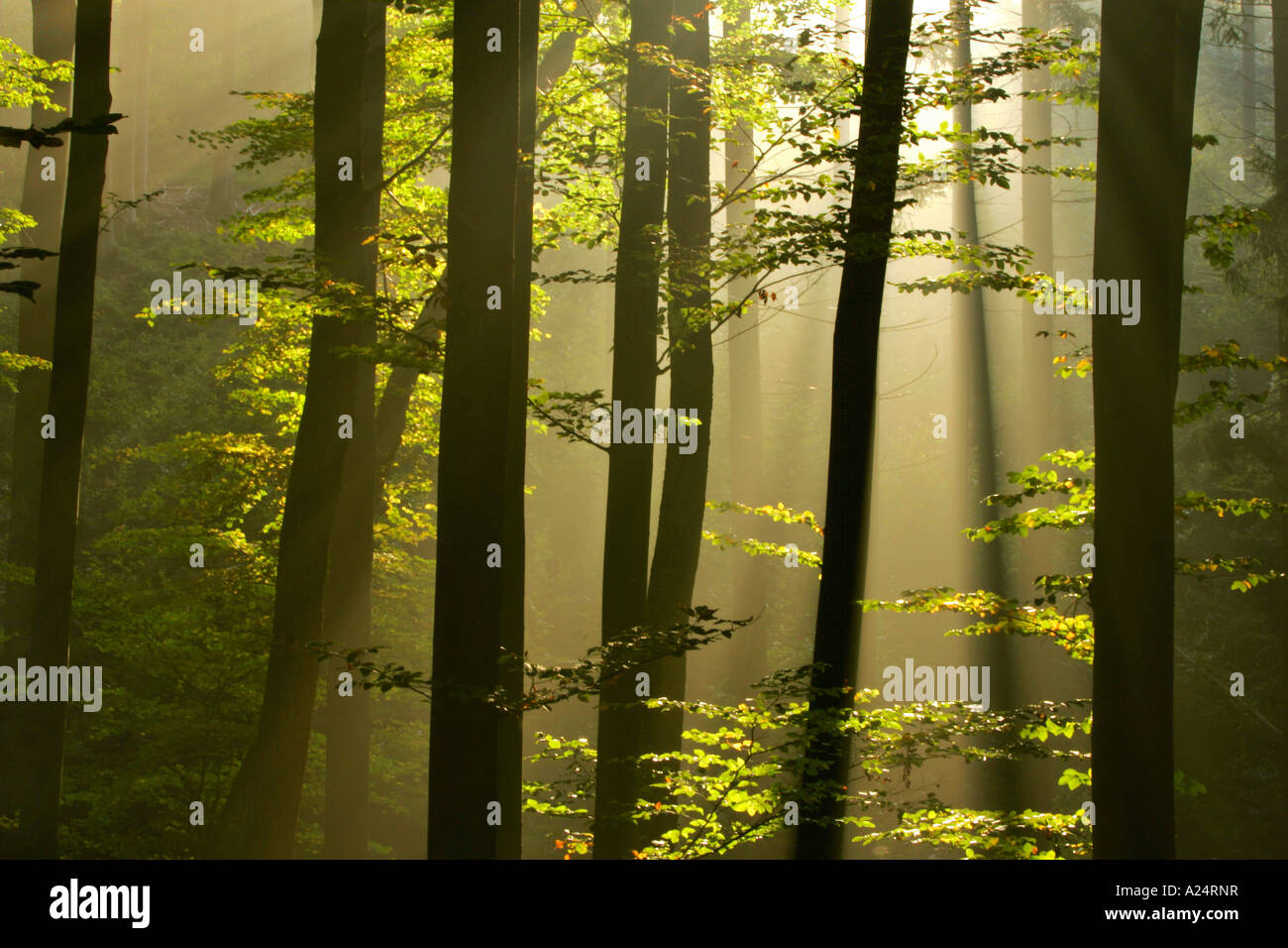 fall forest with mist and sun beams Schwaebische Alb Germany Stock ...