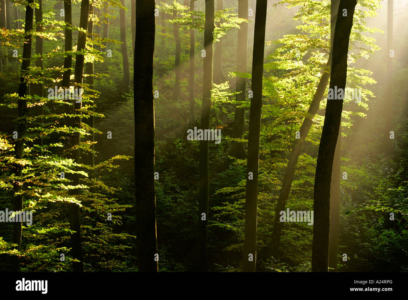 fall forest with mist and sun beams Schwaebische Alb Germany Stock ...