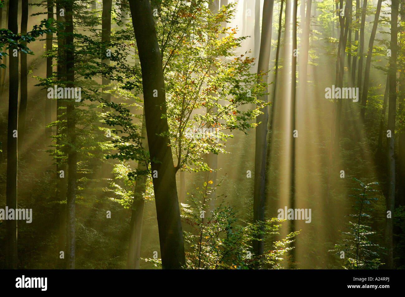 fall forest with mist and sun beams Schwaebische Alb Germany Stock ...