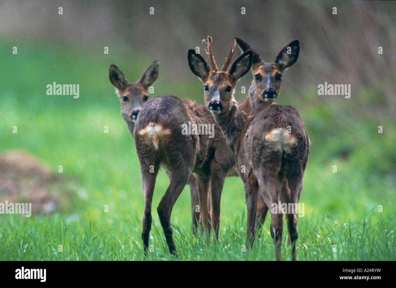 Rehe Bock zwei Ricken Ricke Vechta Niedersachsen Deutschland Roe Deer ...