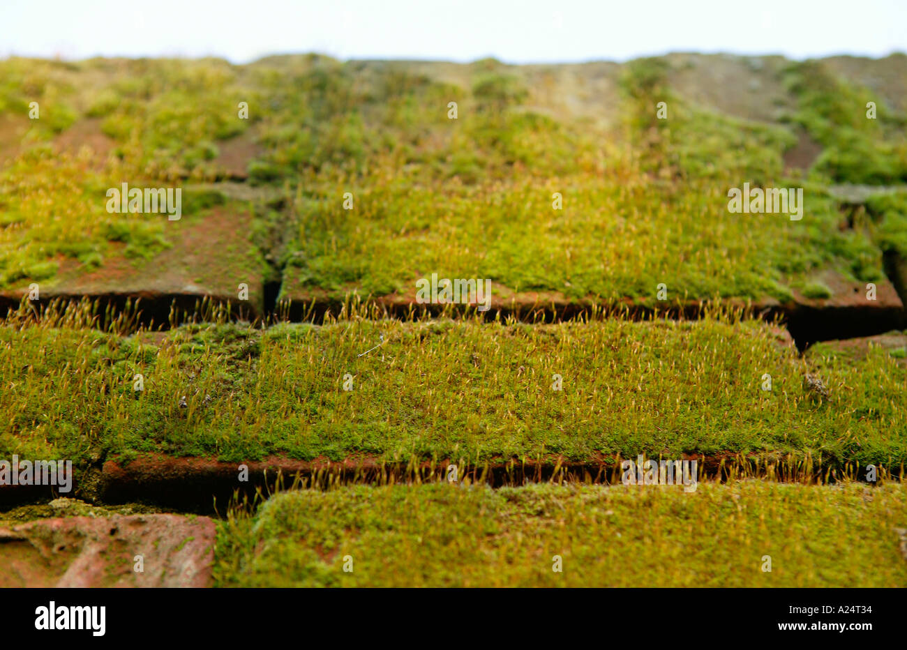 Natural moss grows over the pattern of bricks on a tall garden wall ...