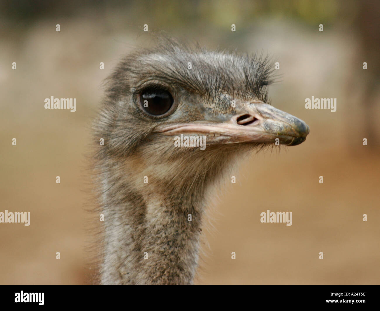 colour portrait of a Ostrich Stock Photo - Alamy