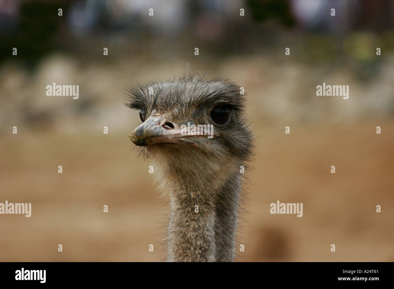 colour portrait of a Ostrich Stock Photo - Alamy