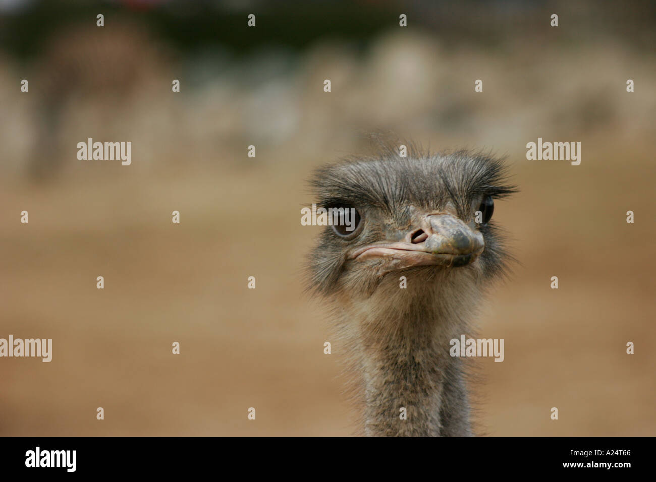 Ostrich images hi-res stock photography and images - Alamy