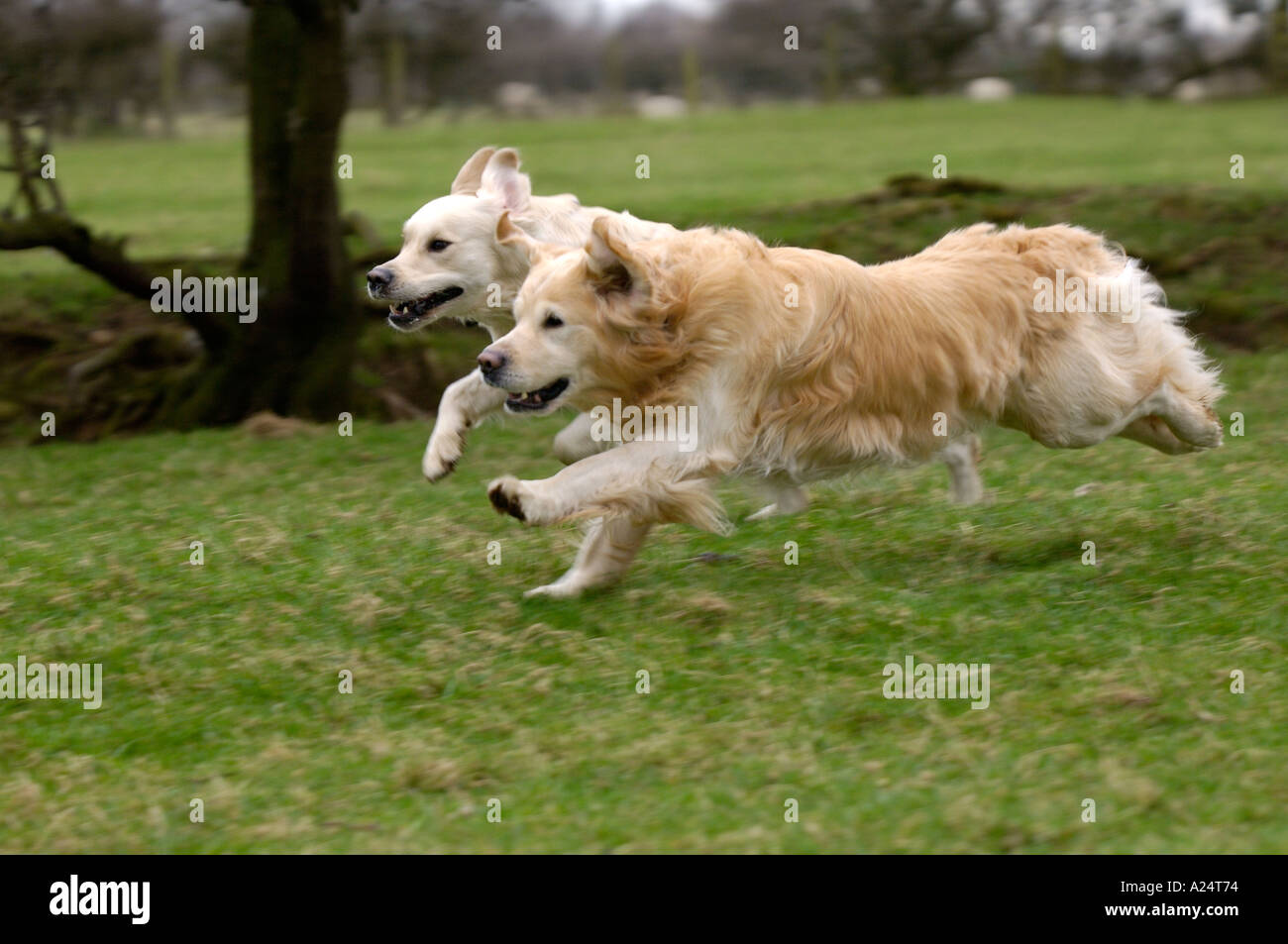 Golden retriever dogs hi-res stock photography and images - Alamy