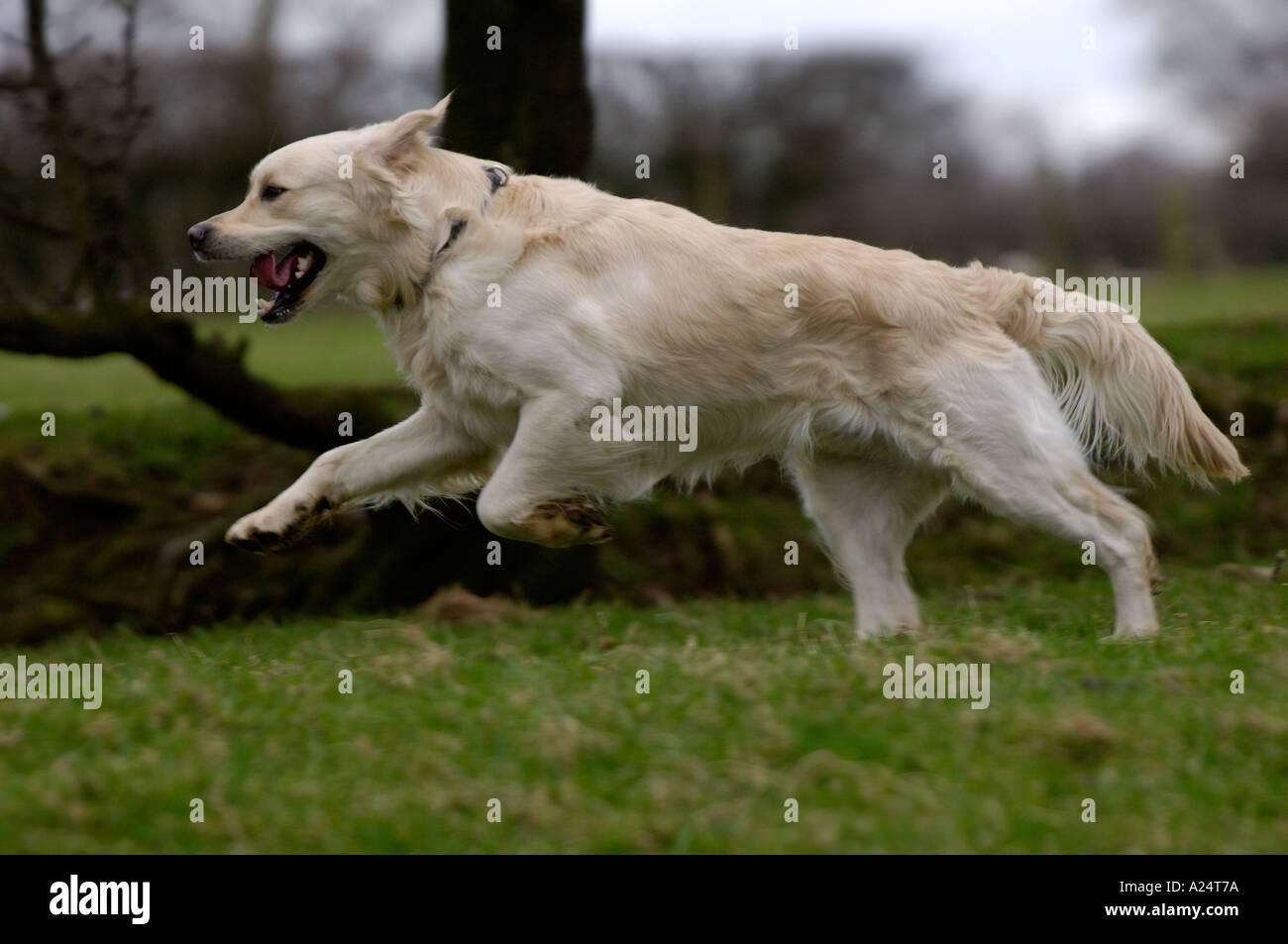 Golden retriever dog running Stock Photo - Alamy