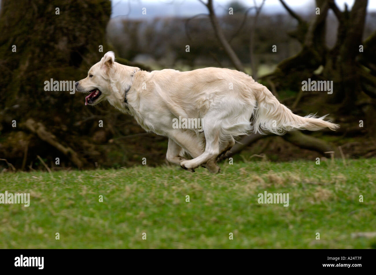 Golden retriever and speed hi-res stock photography and images - Alamy