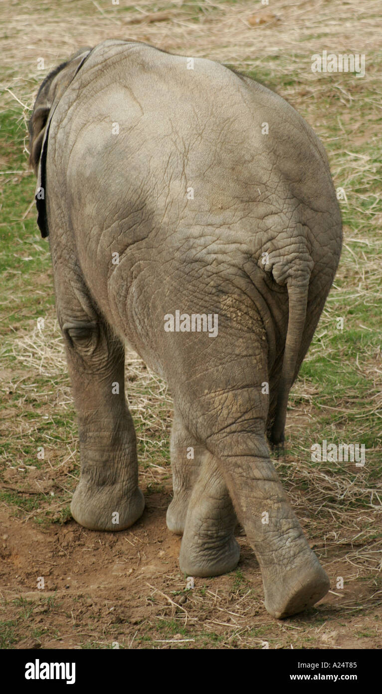 Elephant bum hi-res stock photography and images - Alamy