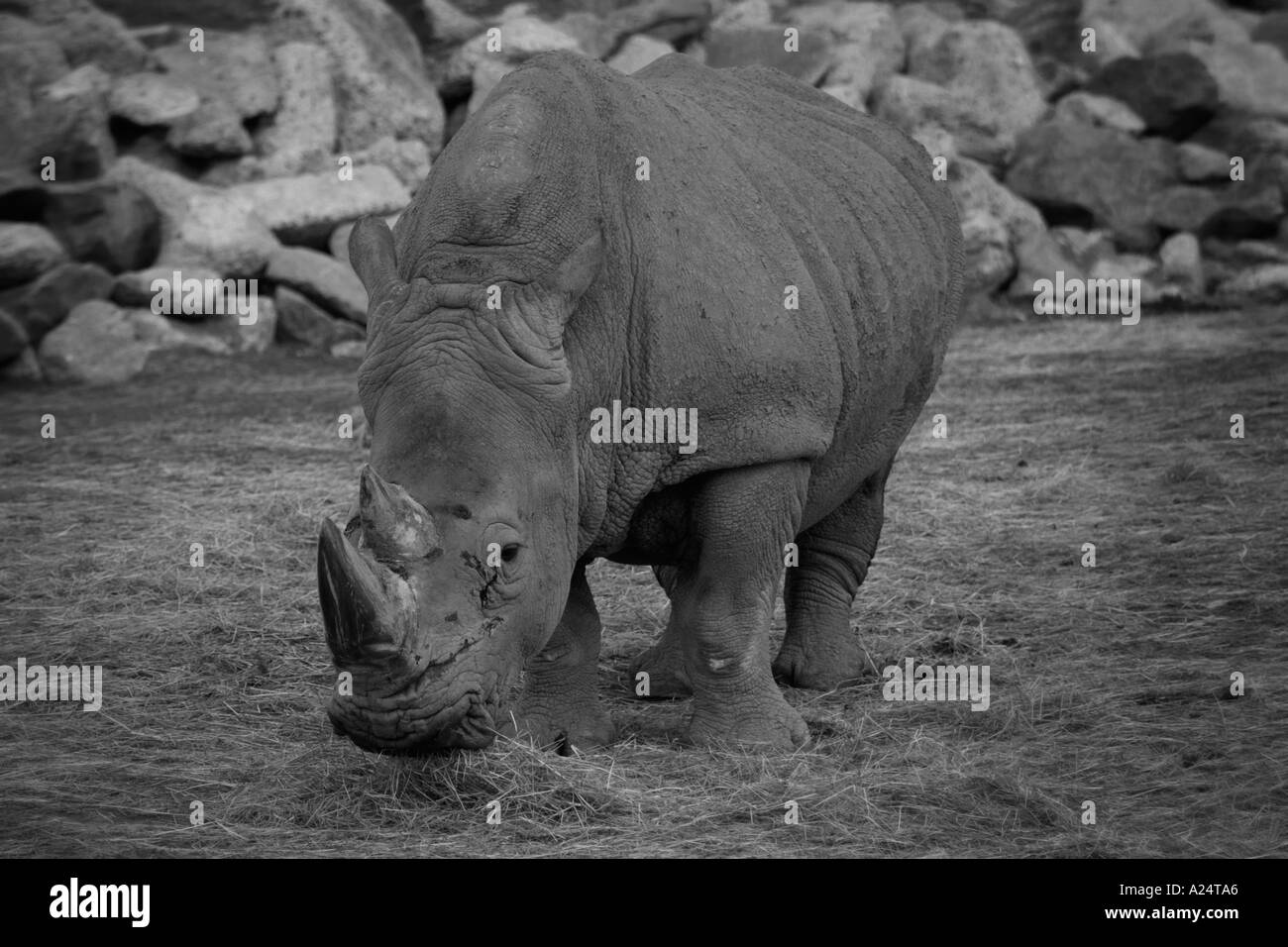 White rhino front view Black and White Stock Photos & Images - Alamy