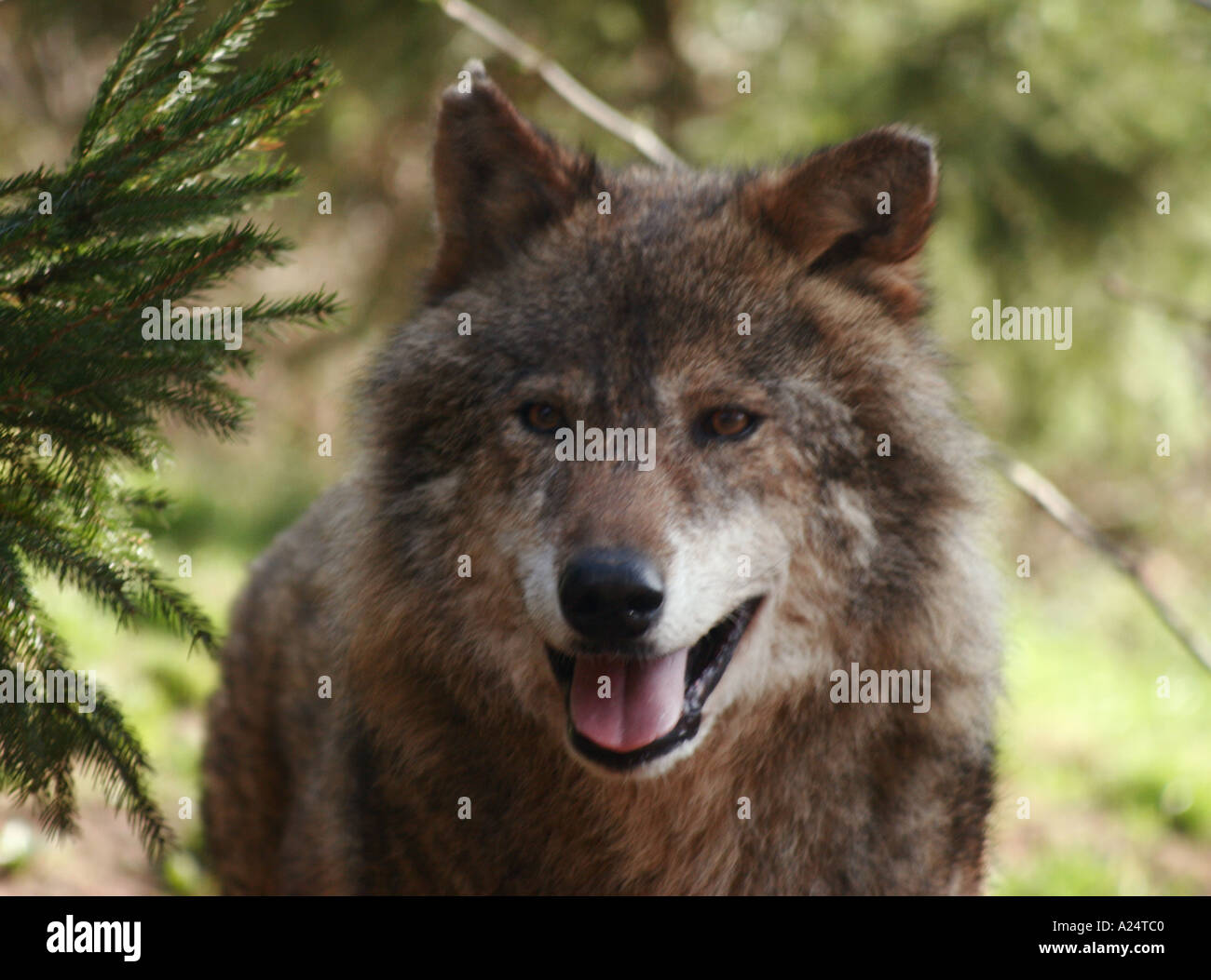 colour image off a head shot off a lone wolf Stock Photo - Alamy