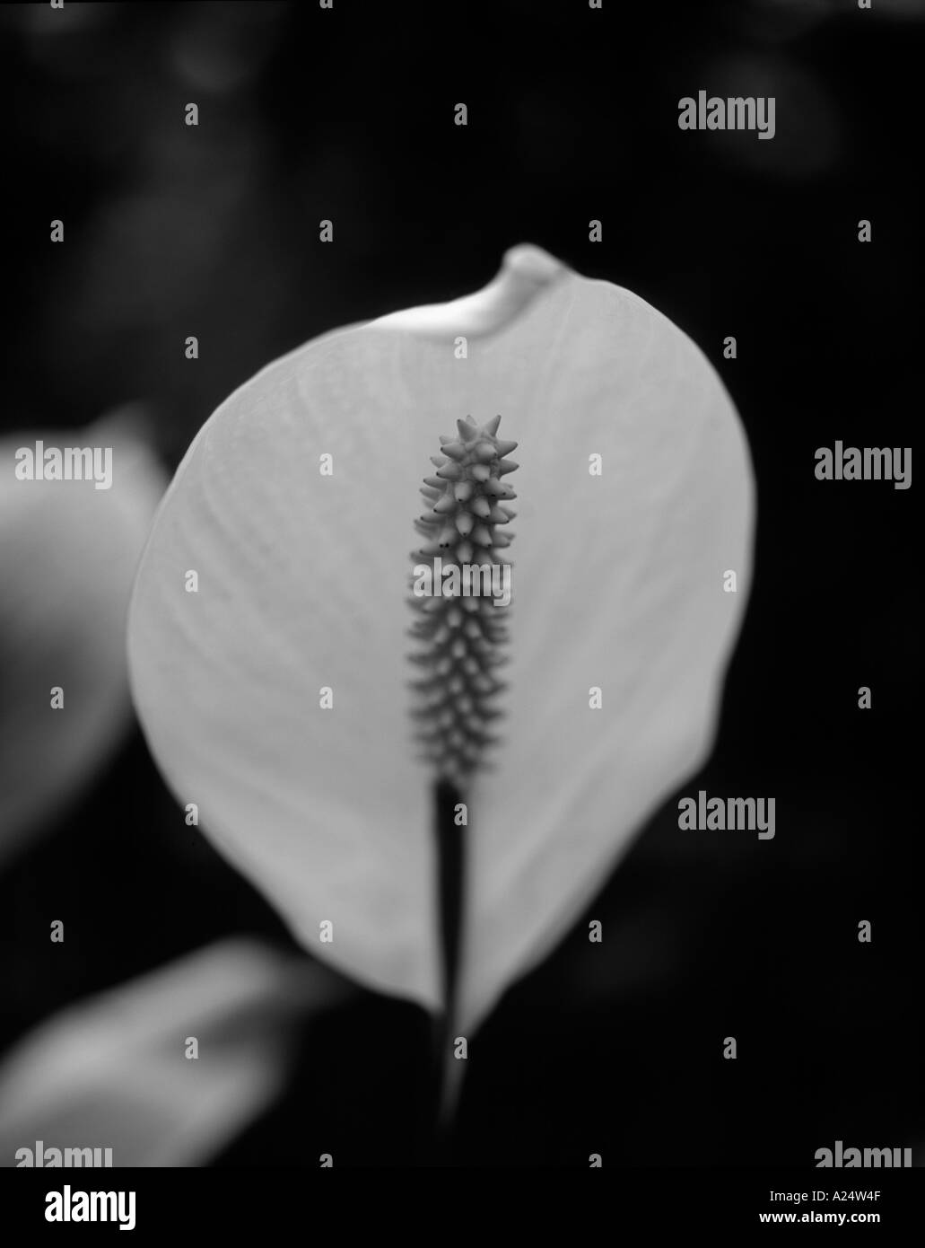 Impressive head Black and White Stock Photos & Images - Alamy