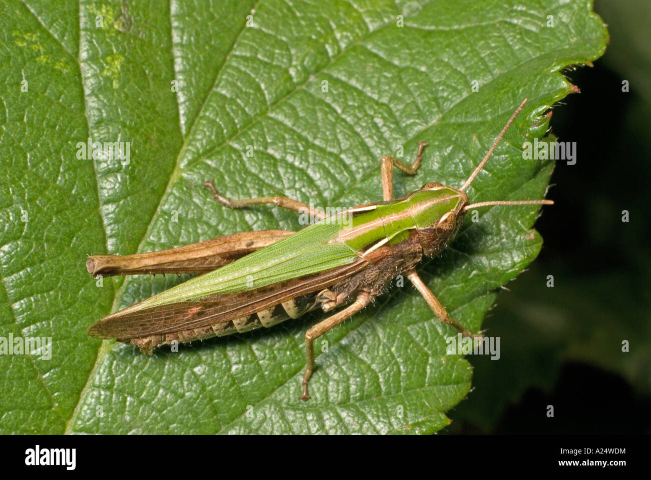 Common Green Grasshopper. Omocestus viridulus. UK, Kent, August. Right ...