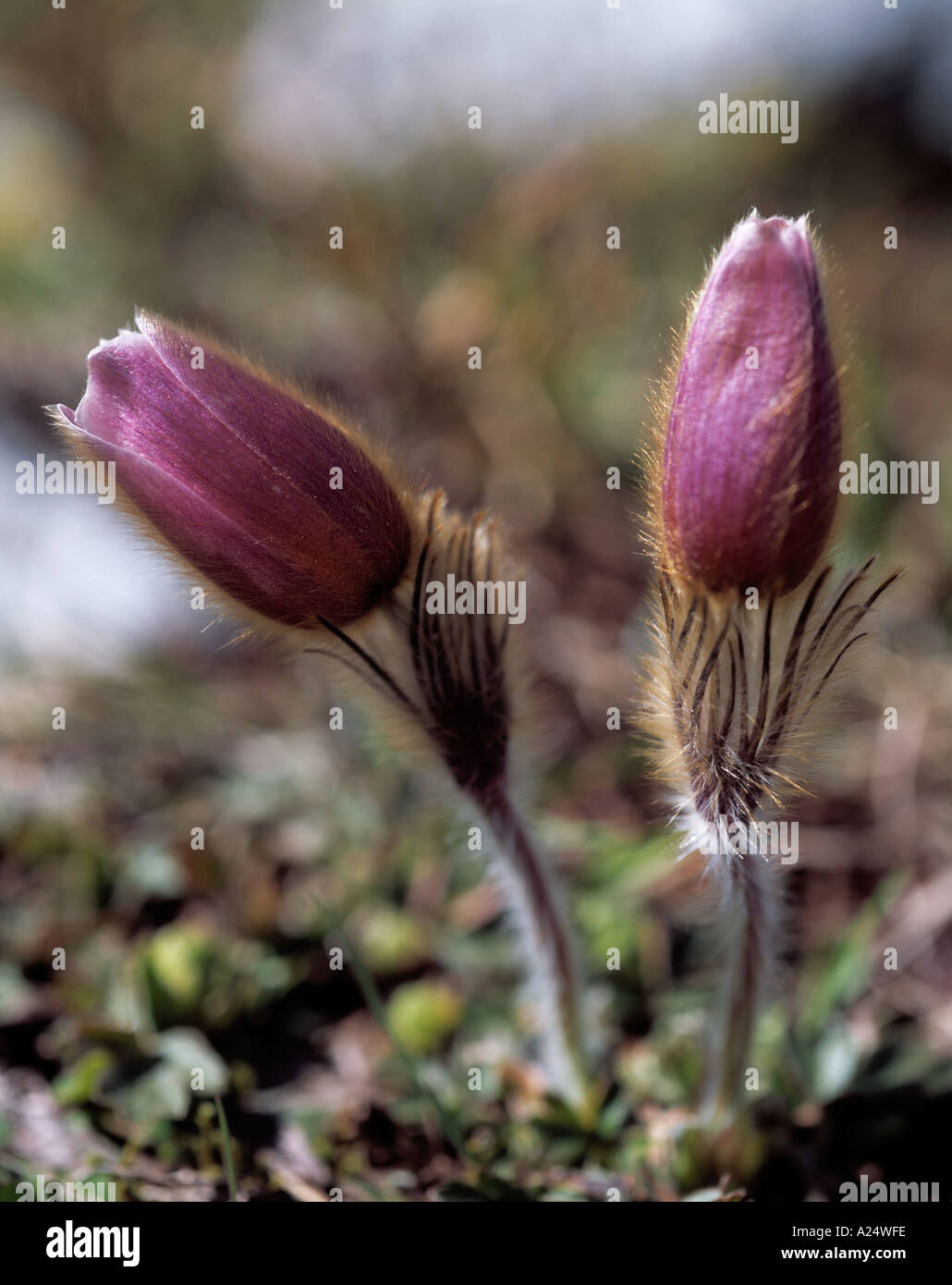 Two varity hi-res stock photography and images - Alamy