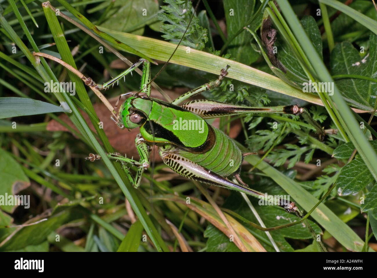 Chabrier's Bush-cricket (Eupholidoptera chabrieri). Slovenia, early ...